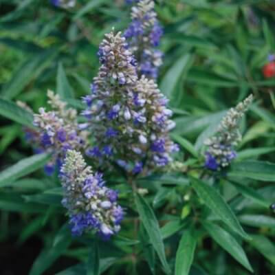 DEL PARQUE | Farmacia y Laboratorio - Vitex Agnus Castus