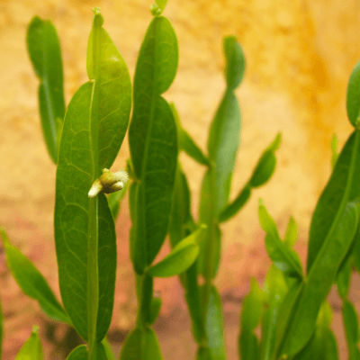 DEL PARQUE | Farmacia y Laboratorio - Carqueja